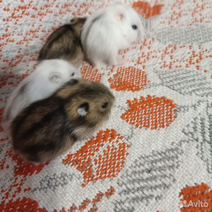 Джунгарские хомячки бесплатно