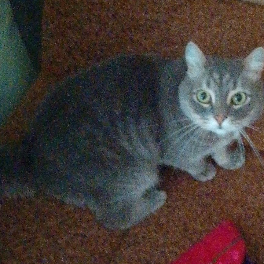Кошка