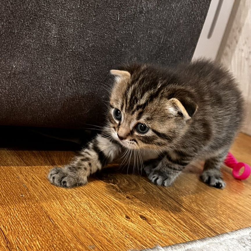 Шотландский вислоухий короткошёрстный котёнок