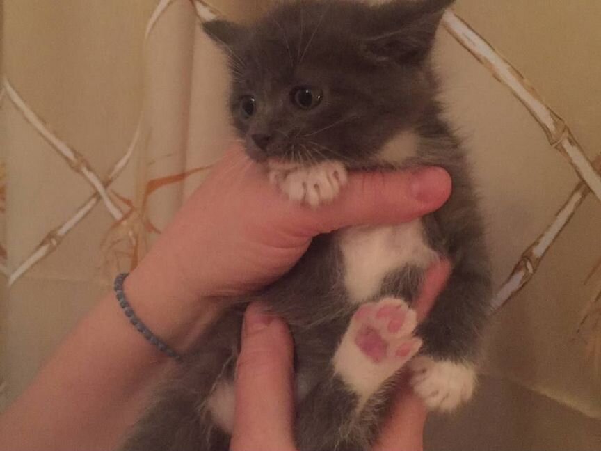 Котенок Мальчик