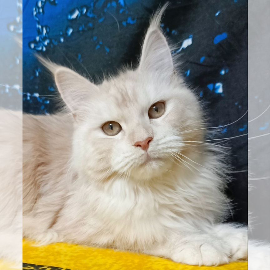 Мейн-кун котёнок