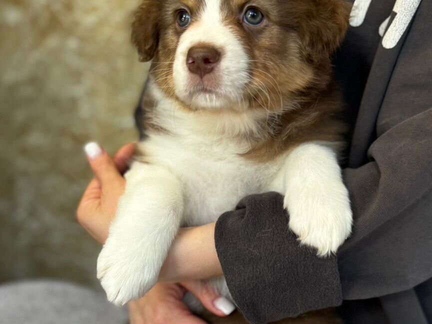 Австралийская овчарка аусси девочка (1) щенки