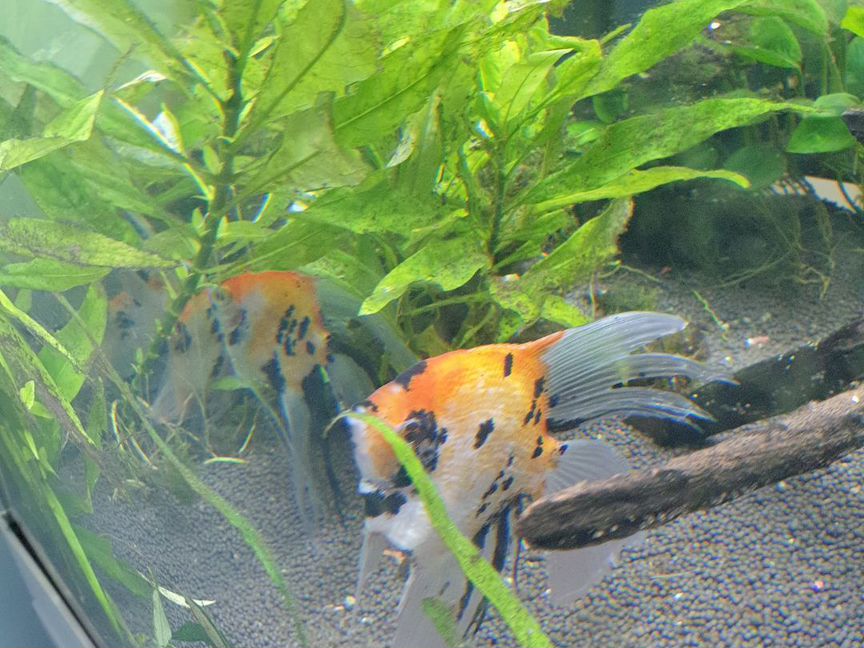 Аквариумные рыбы