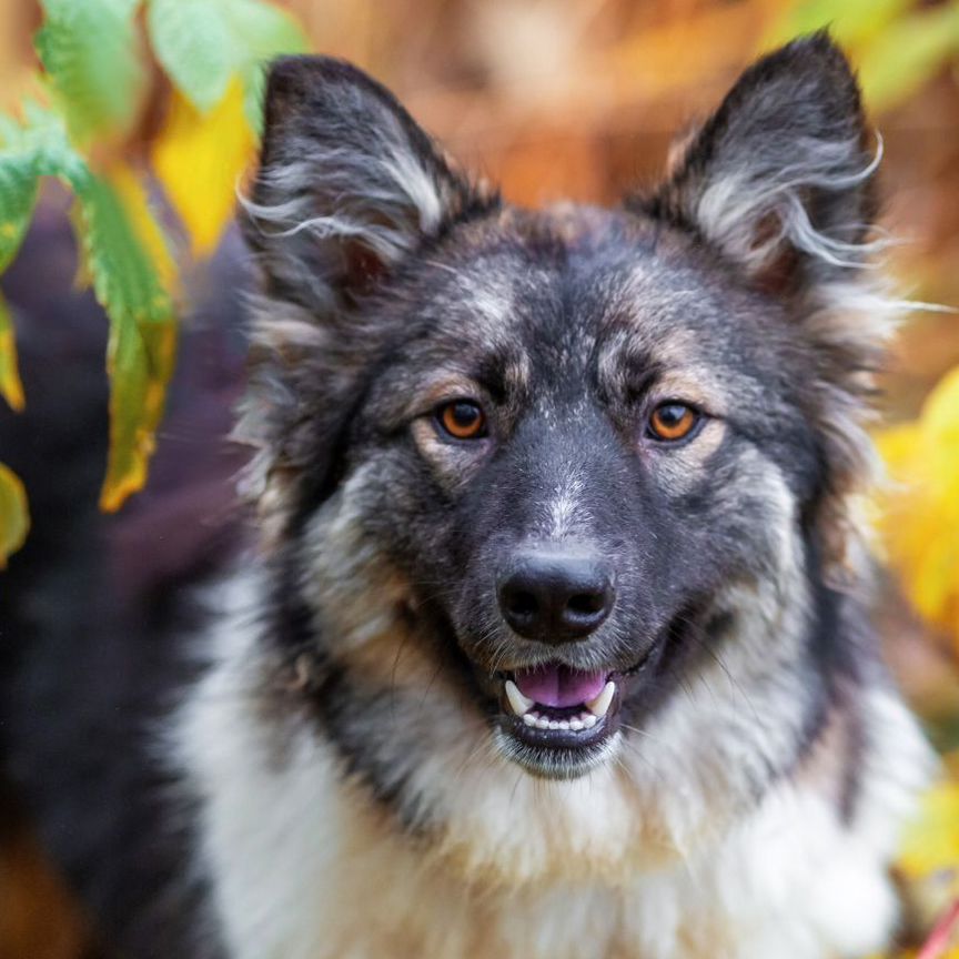 Взрослая собака в добрые руки
