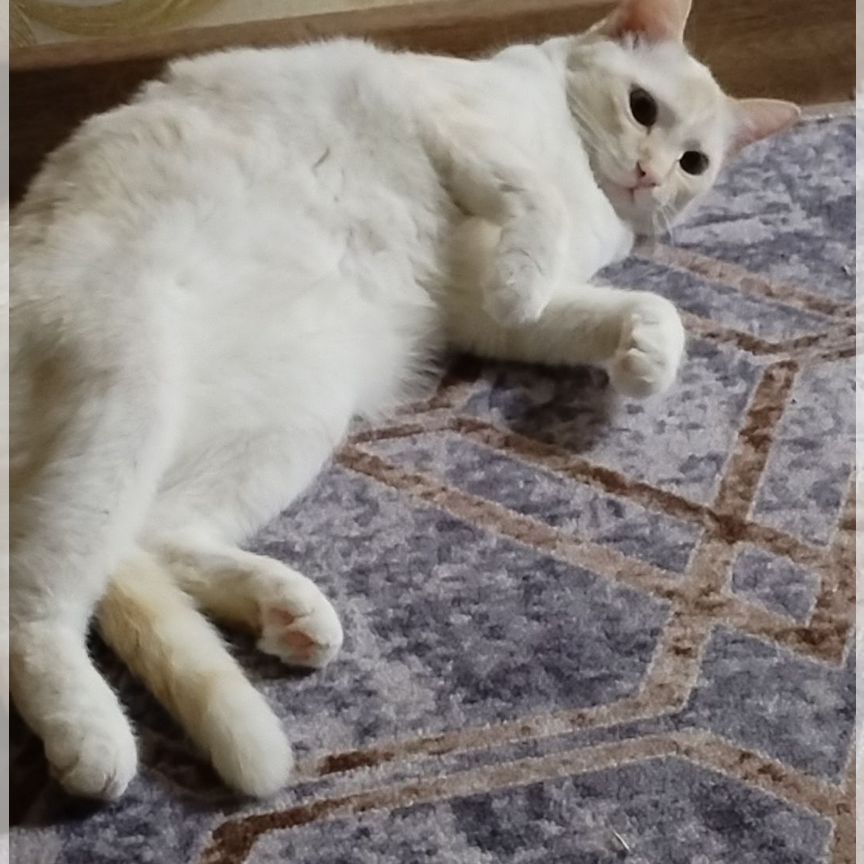 Взрослый кот в добрые руки