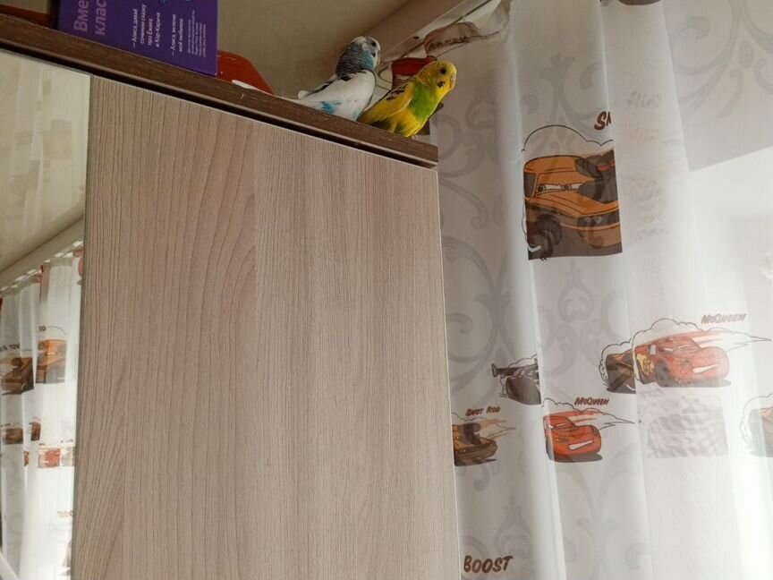 Волнистый попугай