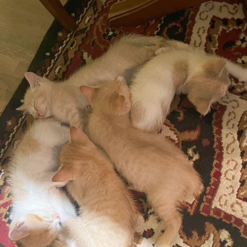 Кошечки в добрые руки бесплатно