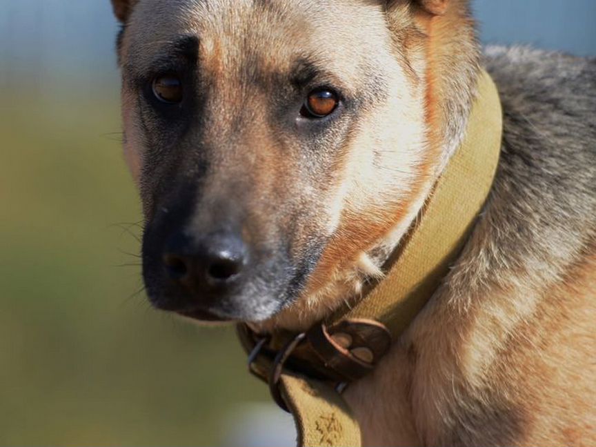 Красивая собачка Нора ждет родителей