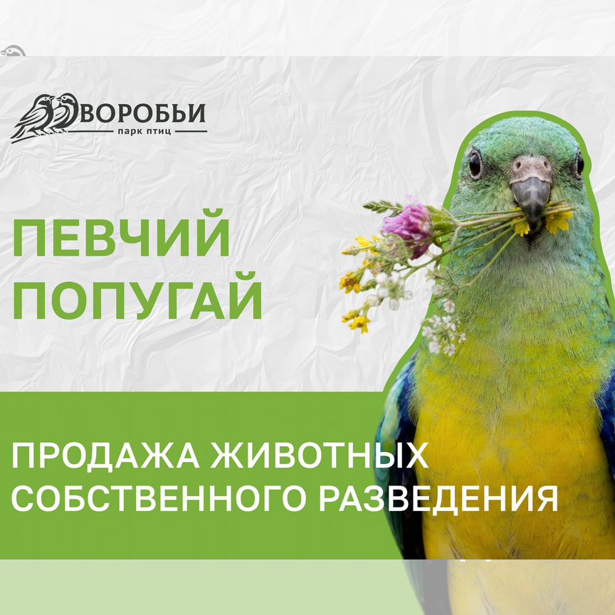 Певчий попугай
