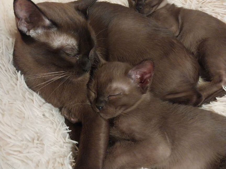 Бурманские котята