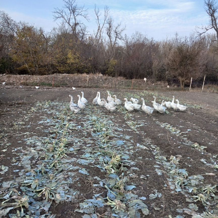 Утки и гуси