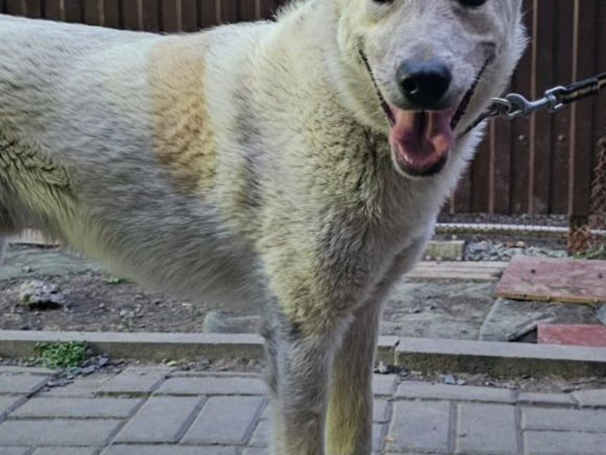 Собака в добрые руки