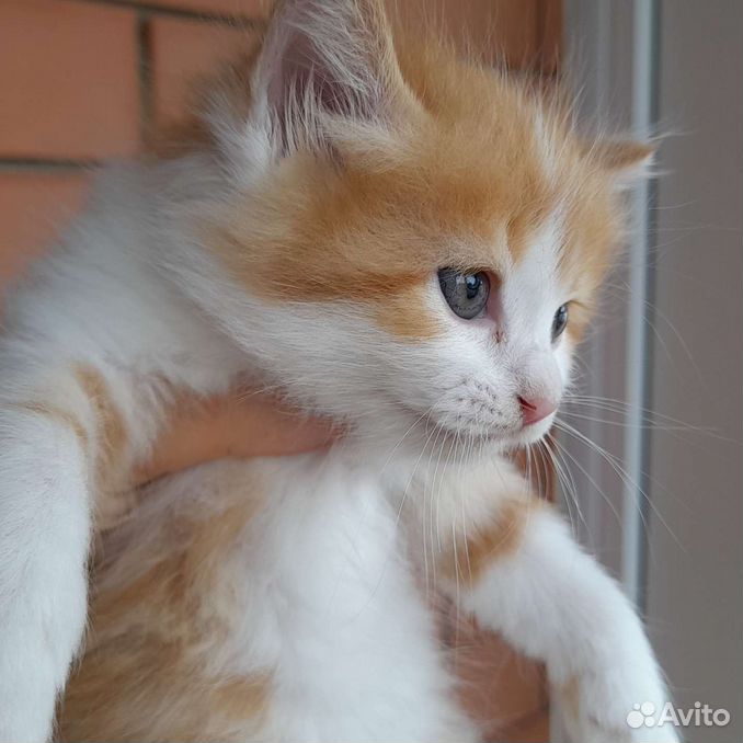 Кошечка в дар, осталось одна девочка