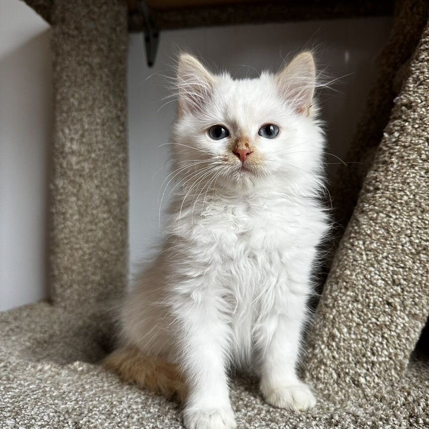 Невкий маскарадный котенок