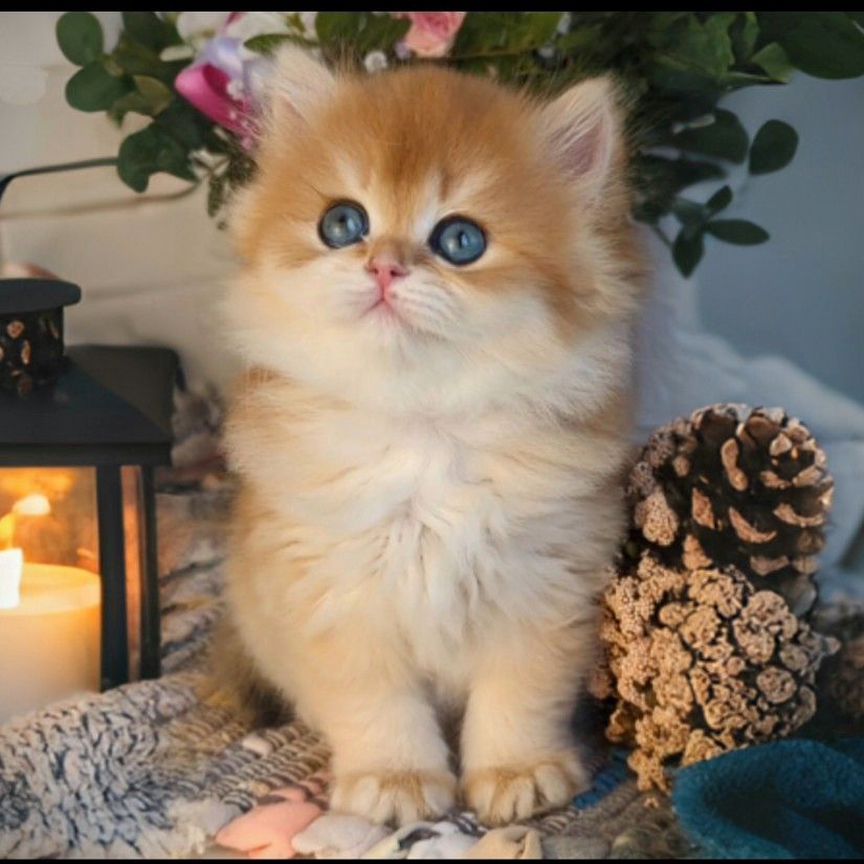 Британские котята золотая шиншилла