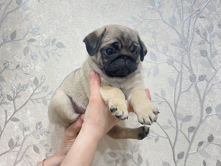 Щенки мопса