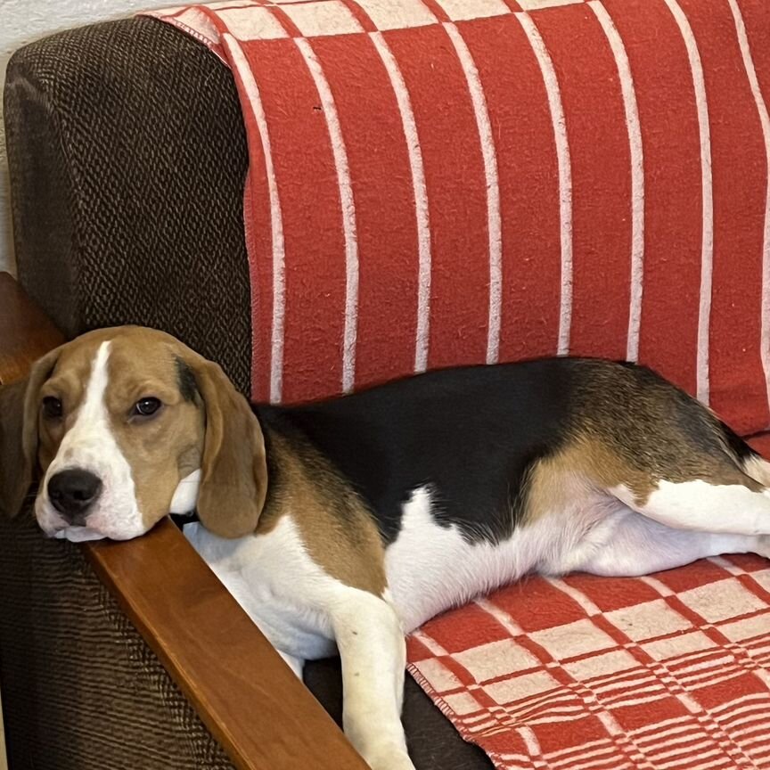 Бигль, щенок