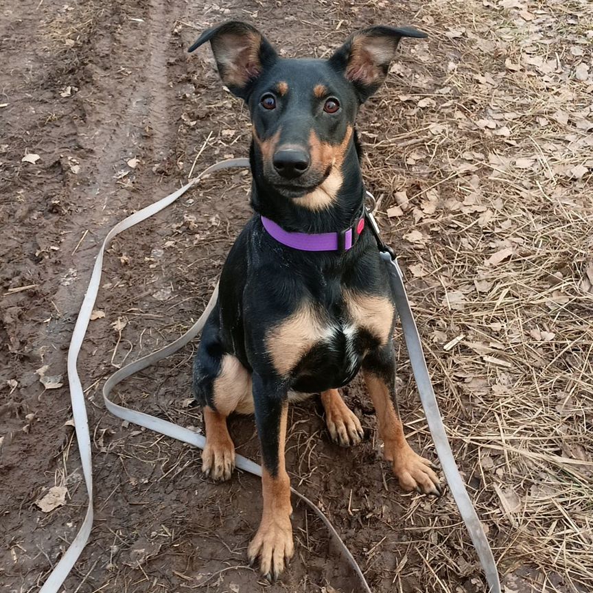 Собака в добрые руки