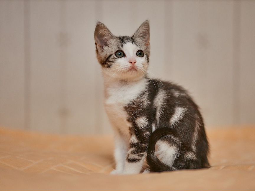 Ищем дом котенку