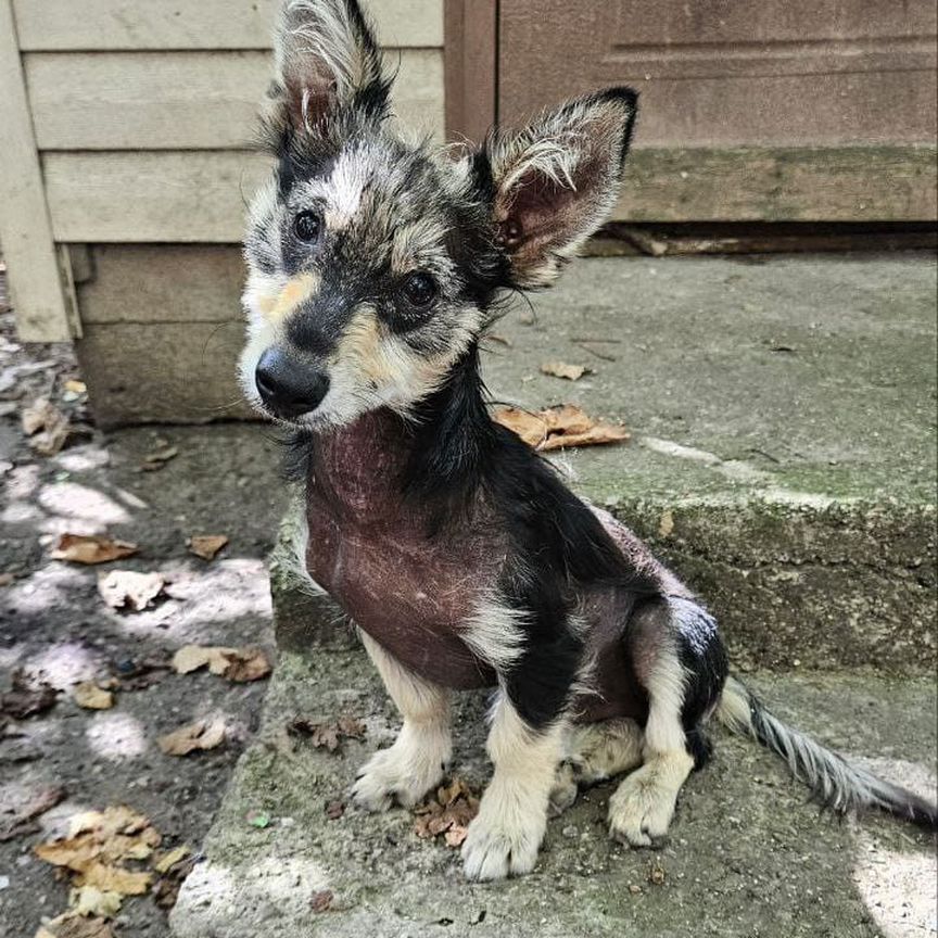 Маленькая собака