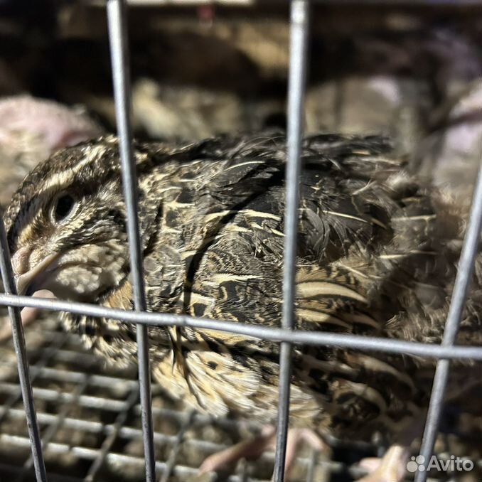 Перепелка несушка