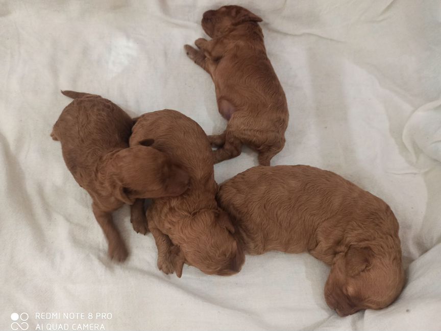 Пудель миниатюра