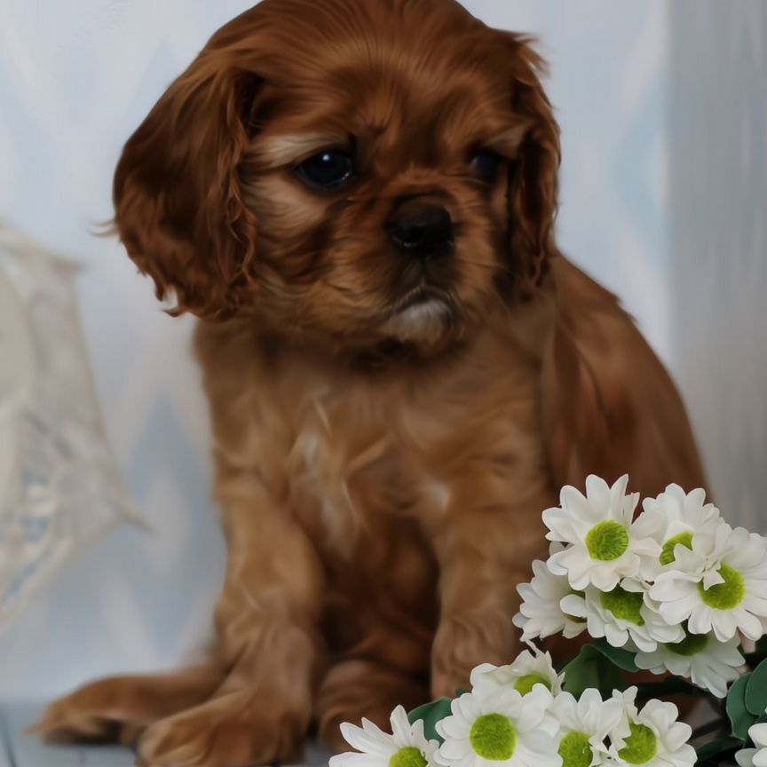 Кавалер кинг-чарльз-спаниель, щенок