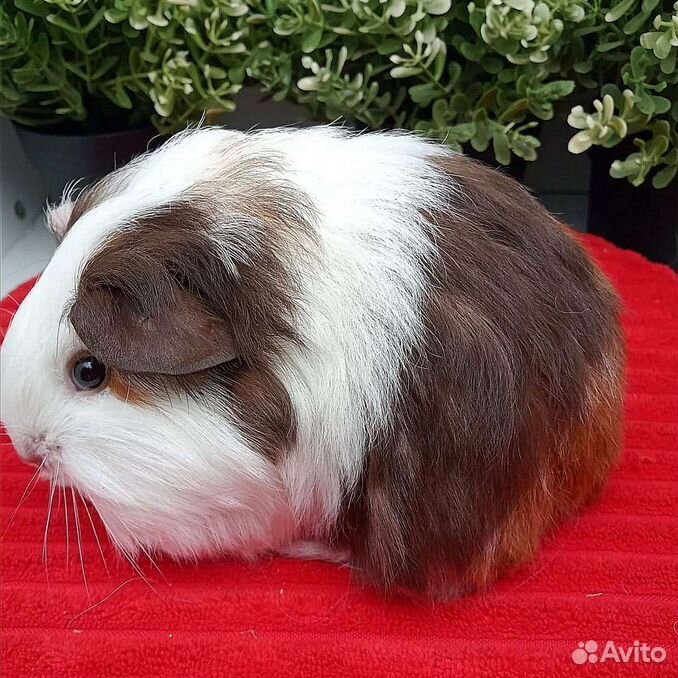 Шелти, длинношерстная морская свинка