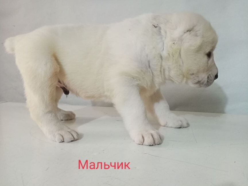 Щенки, среднеазиатская овчарка,Алабай, сао