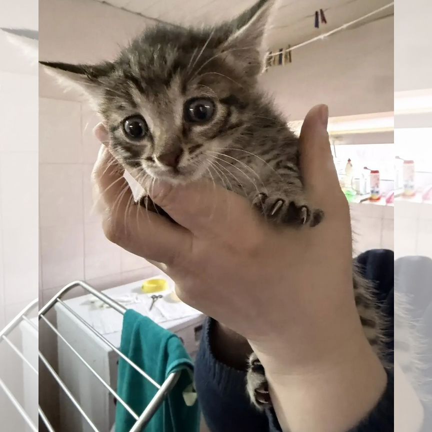 Котёнок в добрые руки