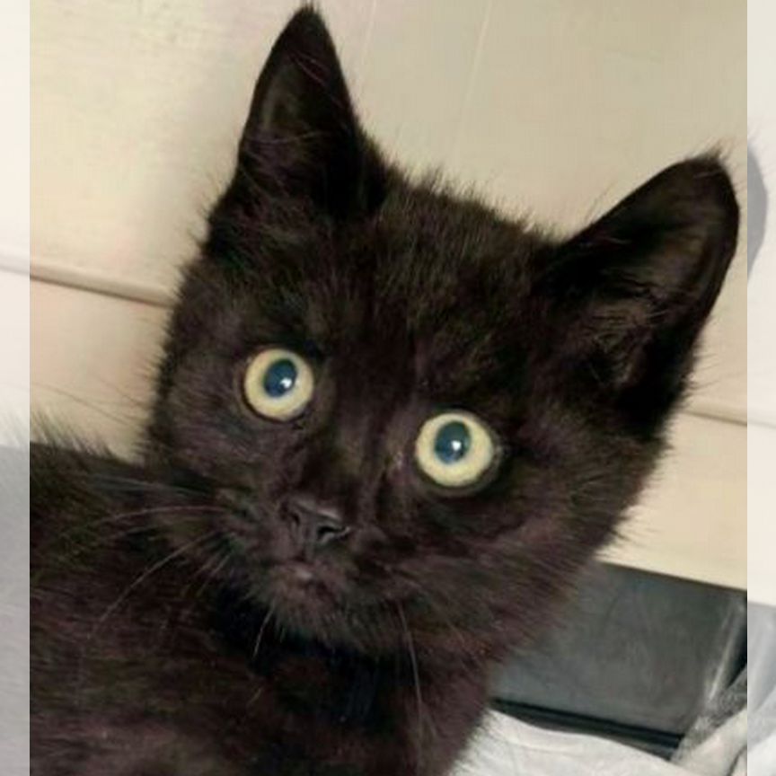 Котёнок Уголёк ищет любящую семью