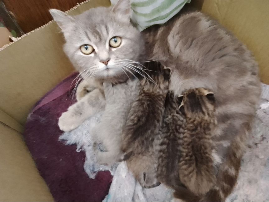 Котенок вислоухий в дар