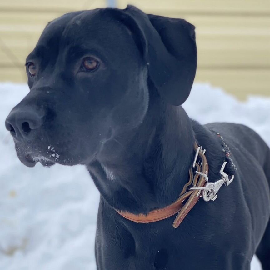 Английский пойнтер, взрослая собака