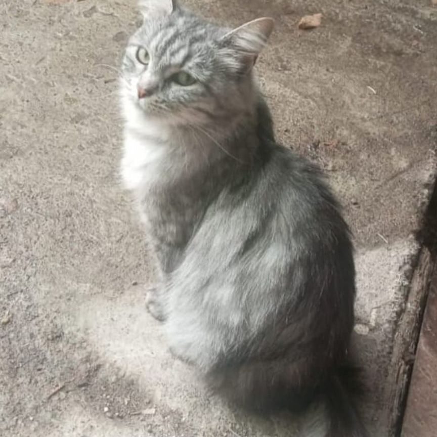 Кошке нужен дом или передержка