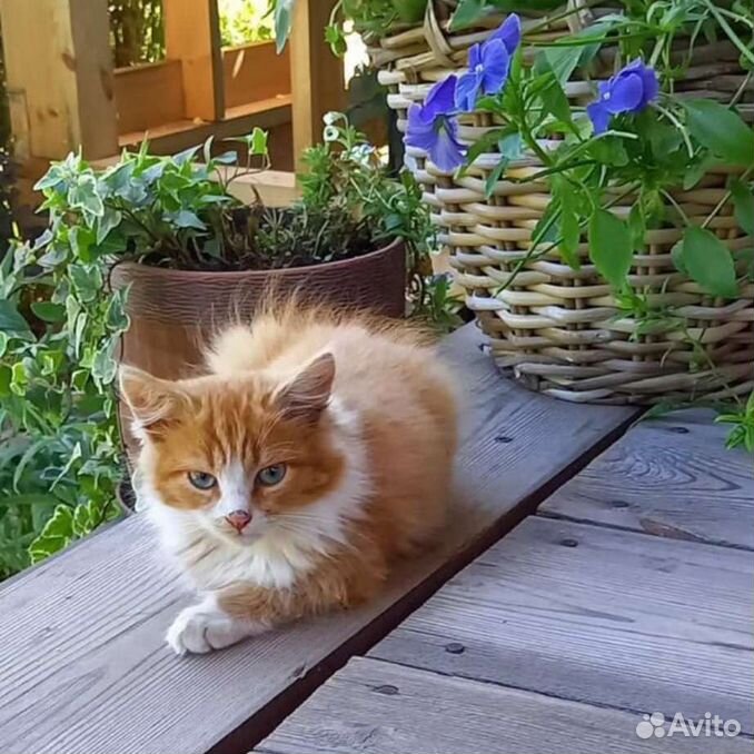 Рыжая прелесть ищет дом