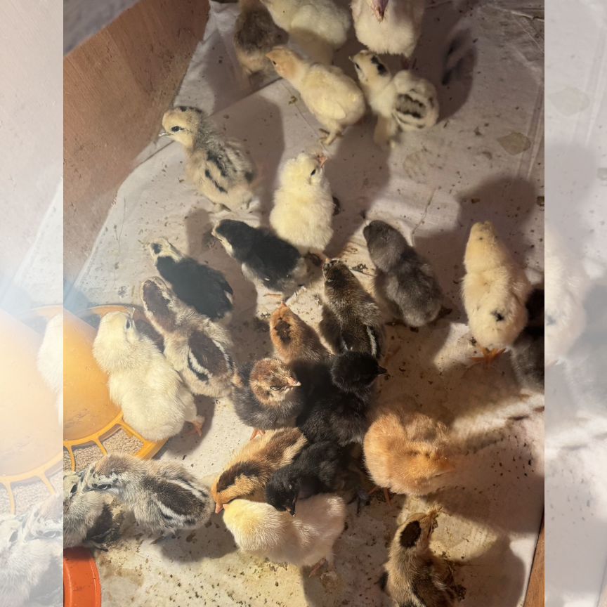 Суточные цыплята