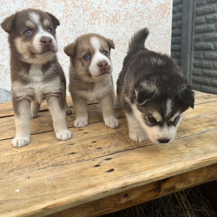 Щенки хаски