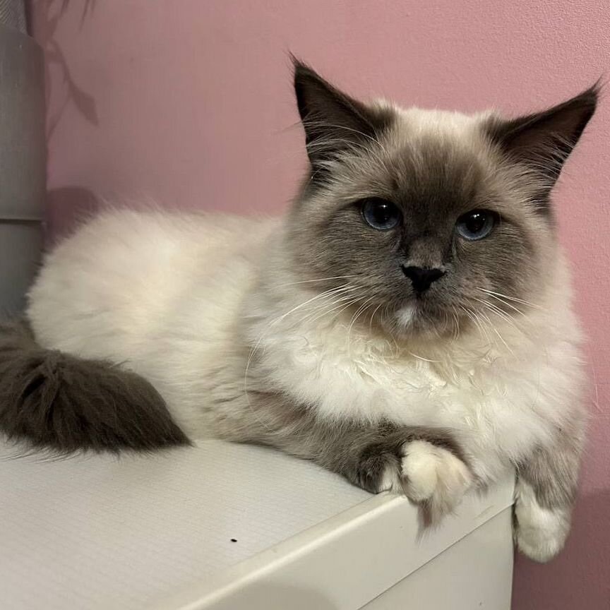 Невский маскарадный вязка