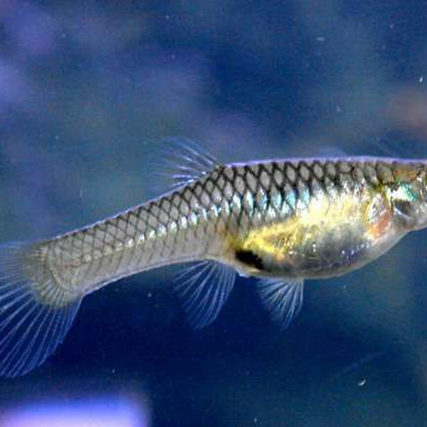 Рыбки гуппи бесплатно