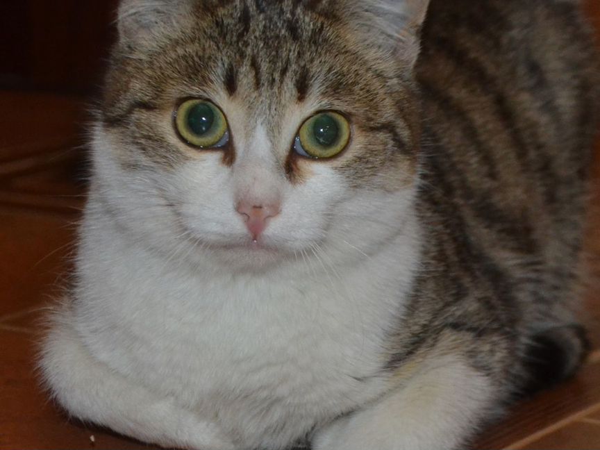 Котик-подросток