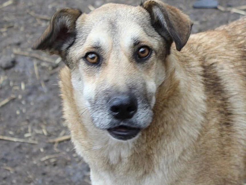 Собака Бэлла ищет дом