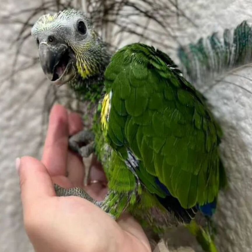 Венесуэльский амазон ручной птенец выкормыш