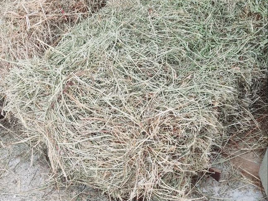 Сено в брикетах