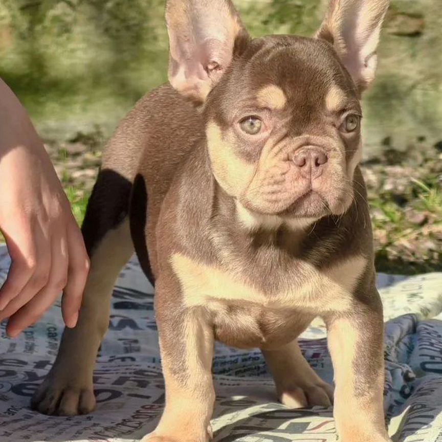 Французский бульдог, щенок