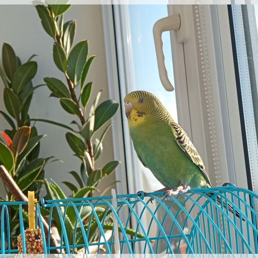 Волнистый попугай