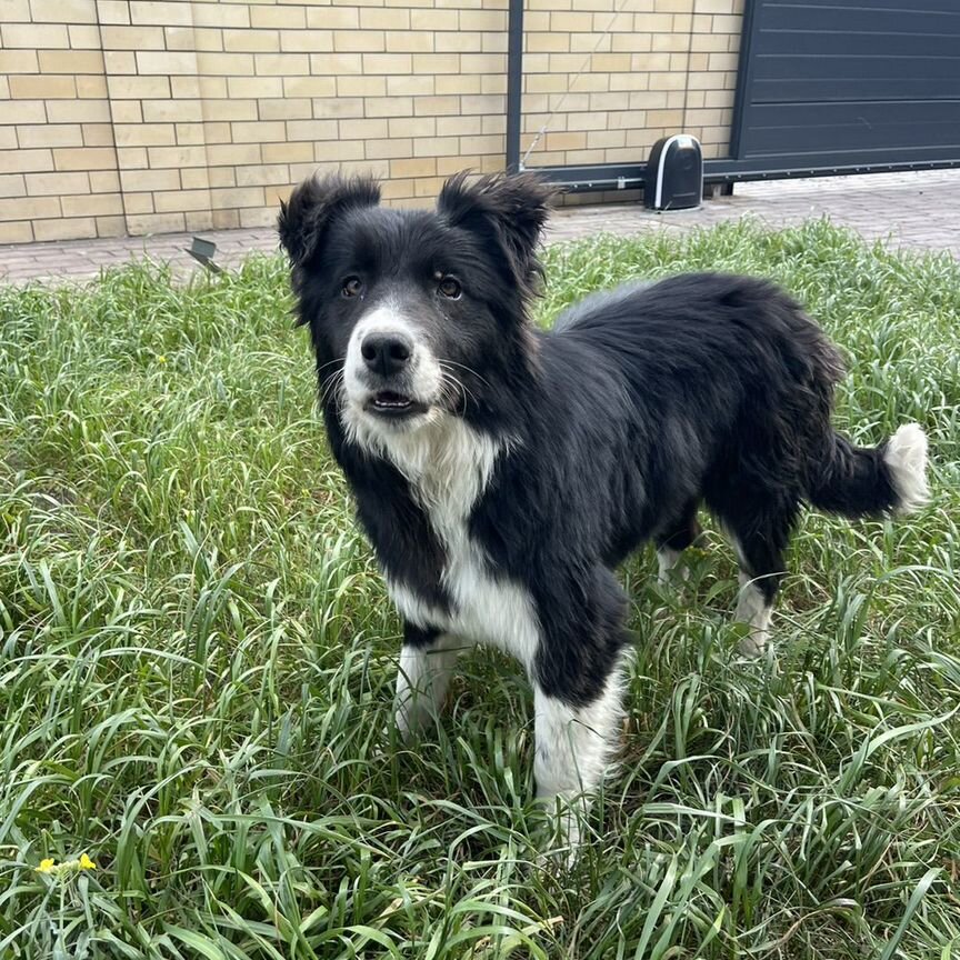 Рабочая собака