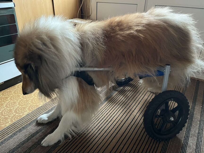 Продам тележку для собаки крупной породы