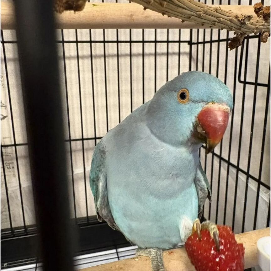 Ожереловый попугай