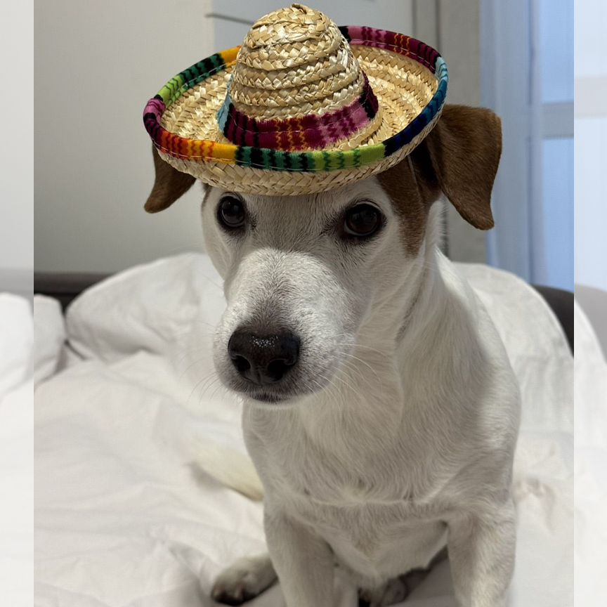 Шапки и очки для собак