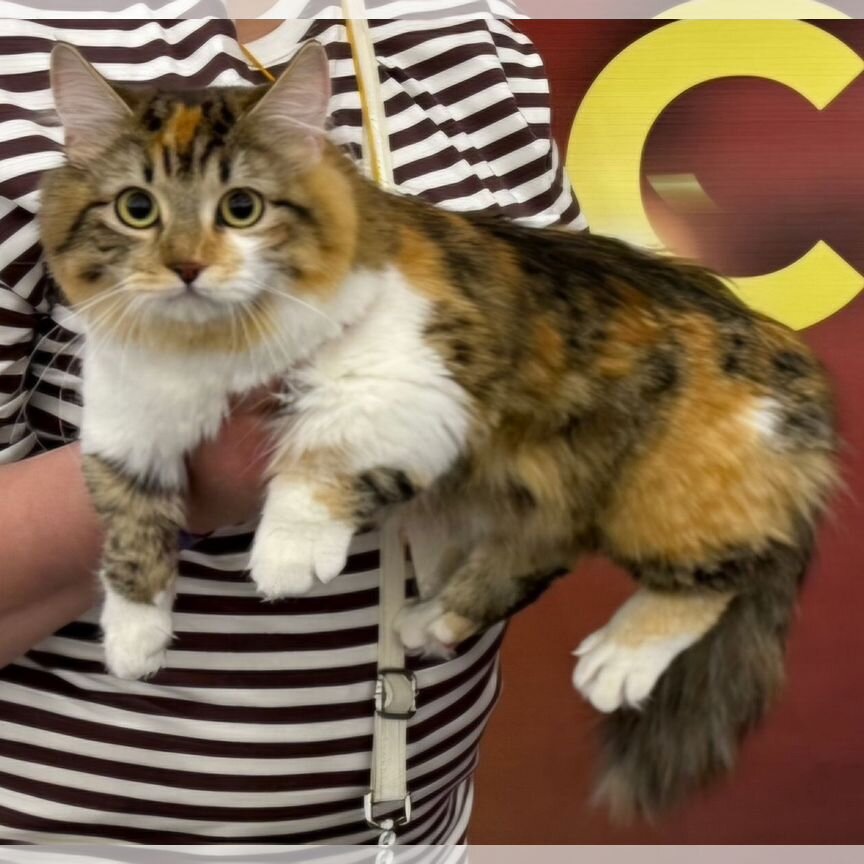 Манчкин котёнок